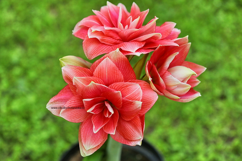 Amarylky - pěstování